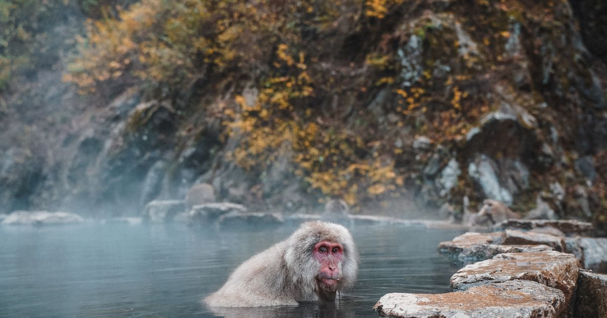 Małpy w gorących źródłach | Makaki japońskie | Wycieczka do Japonii