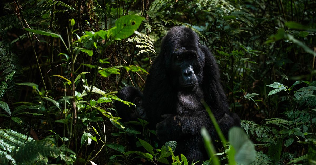 Uganda | Goryle | Park Narodowy Bwindi
